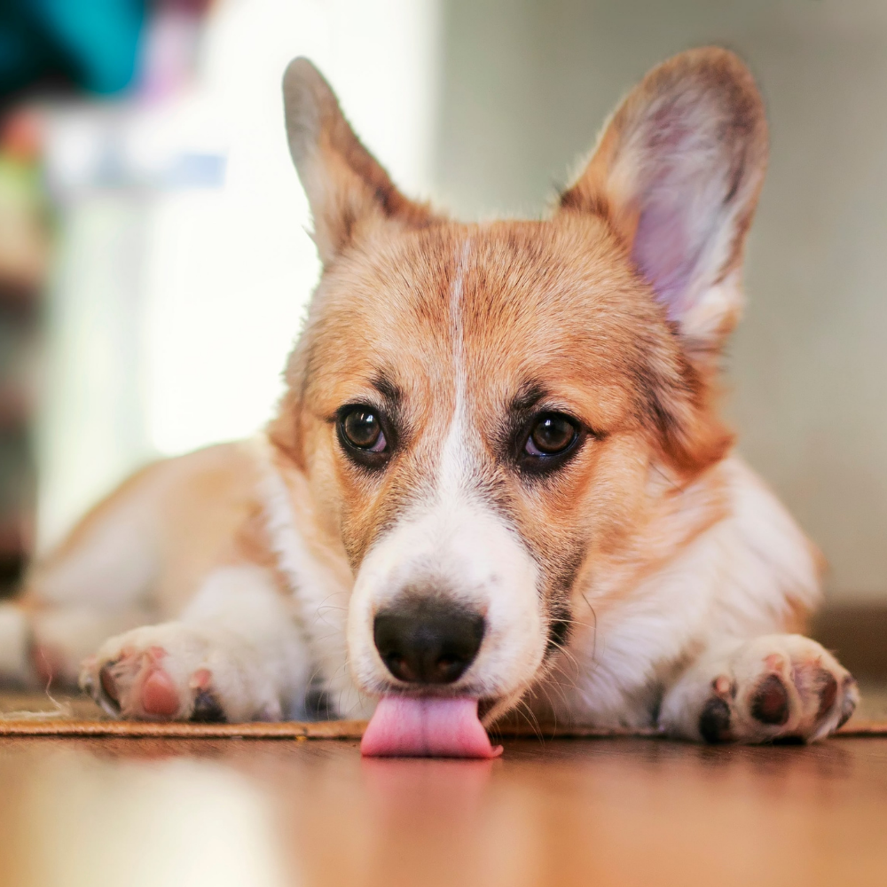 Dlaczego pies liże swój mocz? Sprawdź, co to może oznaczać! | blog ...