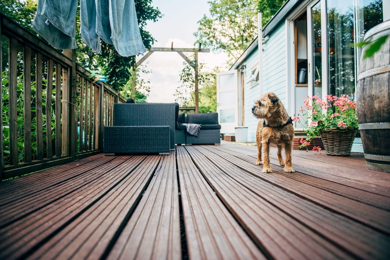 Border terrier - charakter, umaszczenie - Apetete