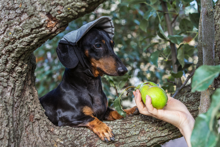 Czy psy mogą jeść gruszki? | blog sklepu apetete
