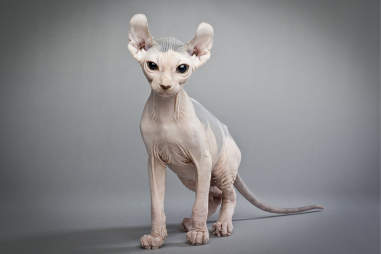 Kot elfi – co to za rasa? Charakter, pielęgnacja i zdrowie | blog ...