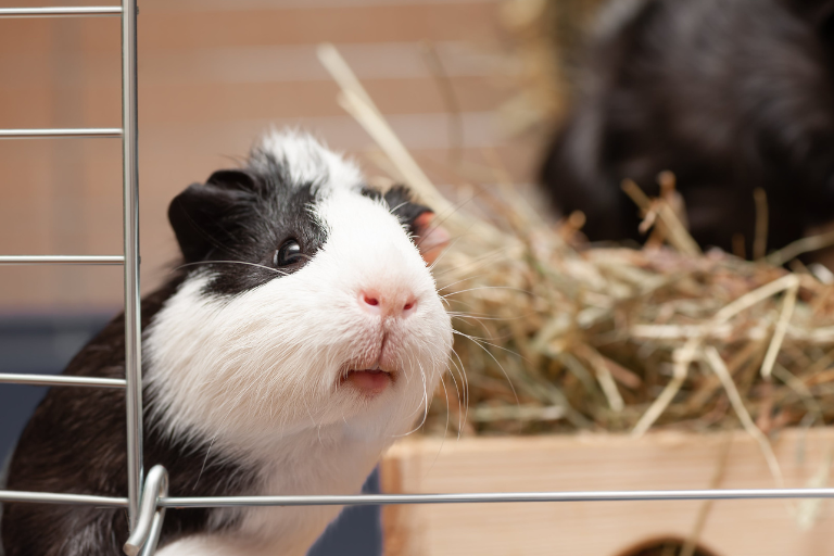 Grzybica u świnki morskiej – jak się objawia i jak ją leczyć? | blog ...