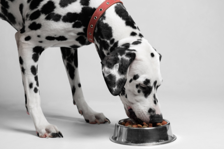 Najlepsza karma dla wybrednego psa - Apetete