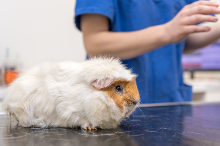 Świerzb u świnki morskiej – przebieg i leczenie - Apetete