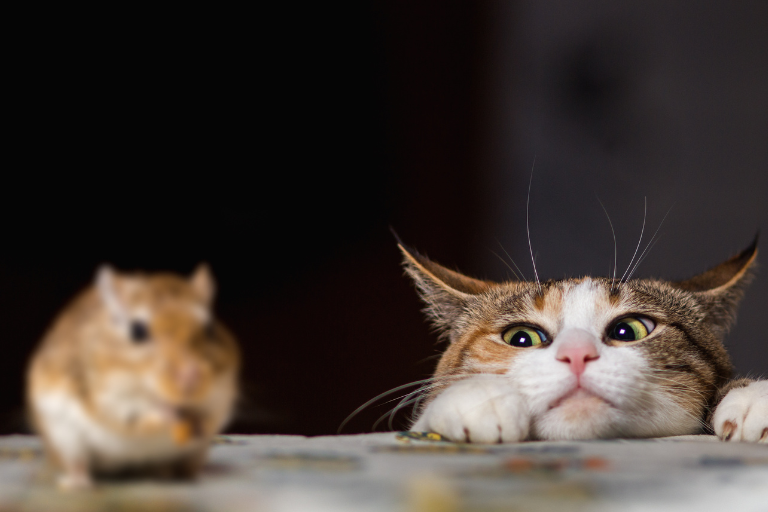 Czy koty jedzą myszy? | blog sklepu apetete