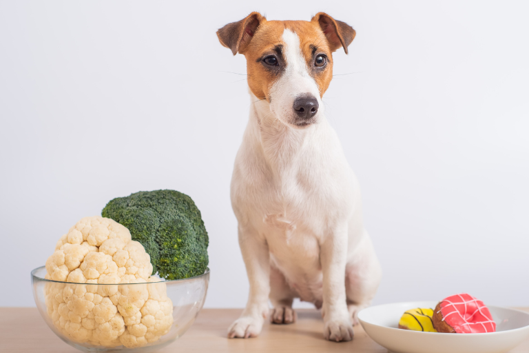 Czy pies może jeść kalafiora? | blog sklepu apetete