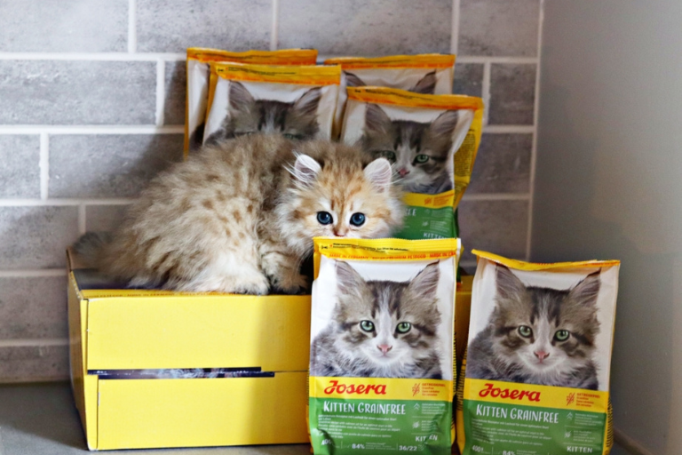 Karmy dla kociąt | blog sklepu apetete