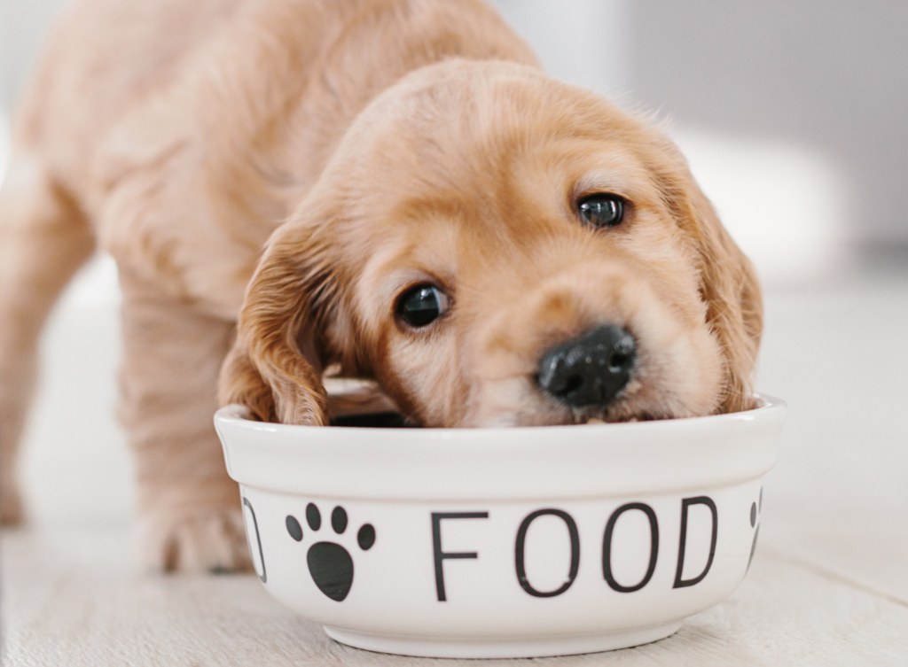 Karma dla szczeniąt – jaką wybrać? | blog sklepu apetete
