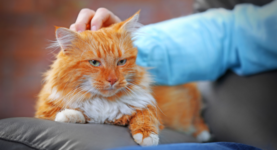 Czy głaskanie jest odstresowujące dla kota? | blog sklepu apetete