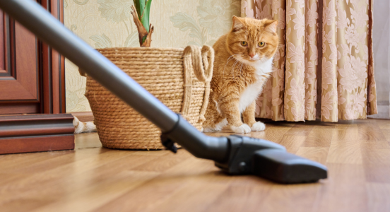 Jakich dźwięków nie lubią koty? | blog sklepu apetete