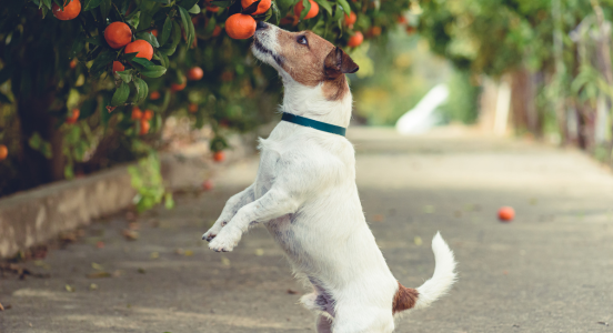 Czy pies może jeść mandarynki? | blog sklepu apetete