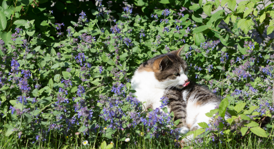 Jak na kota działa kocimiętka? | blog sklepu apetete